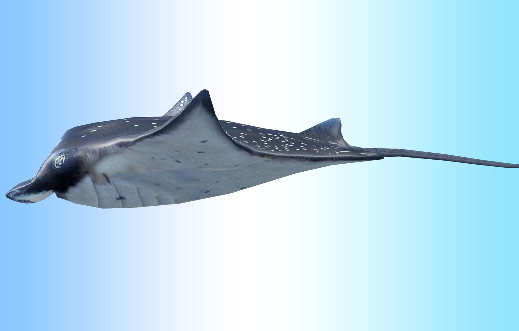 Manta Ray Rigged 3D model - TurboSquid 1895089