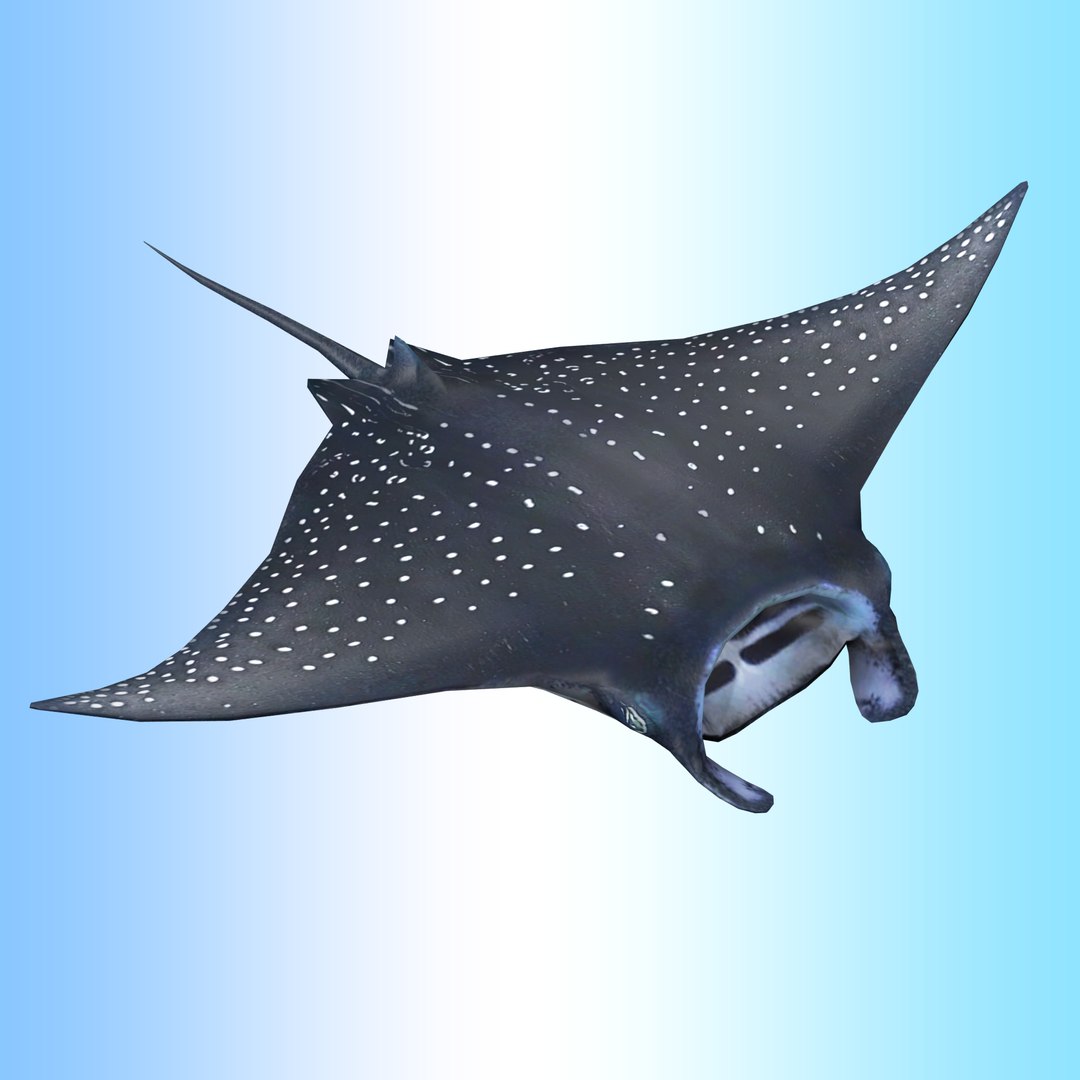 Manta Ray Rigged 3D model - TurboSquid 1895089