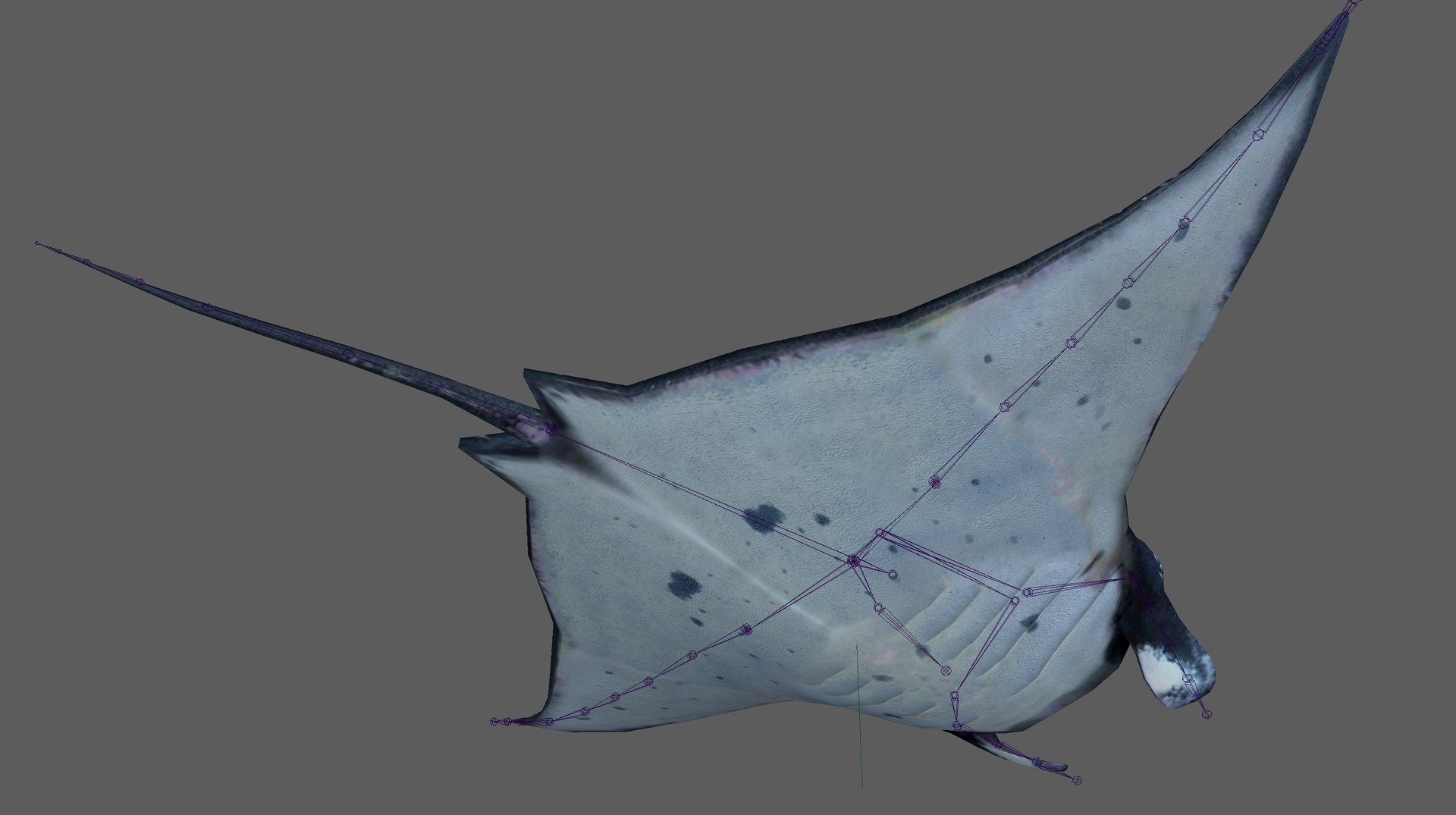Manta Ray Rigged 3D model - TurboSquid 1895089