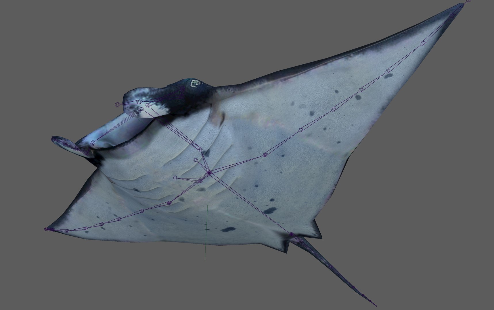 Manta Ray Rigged 3D model - TurboSquid 1895089