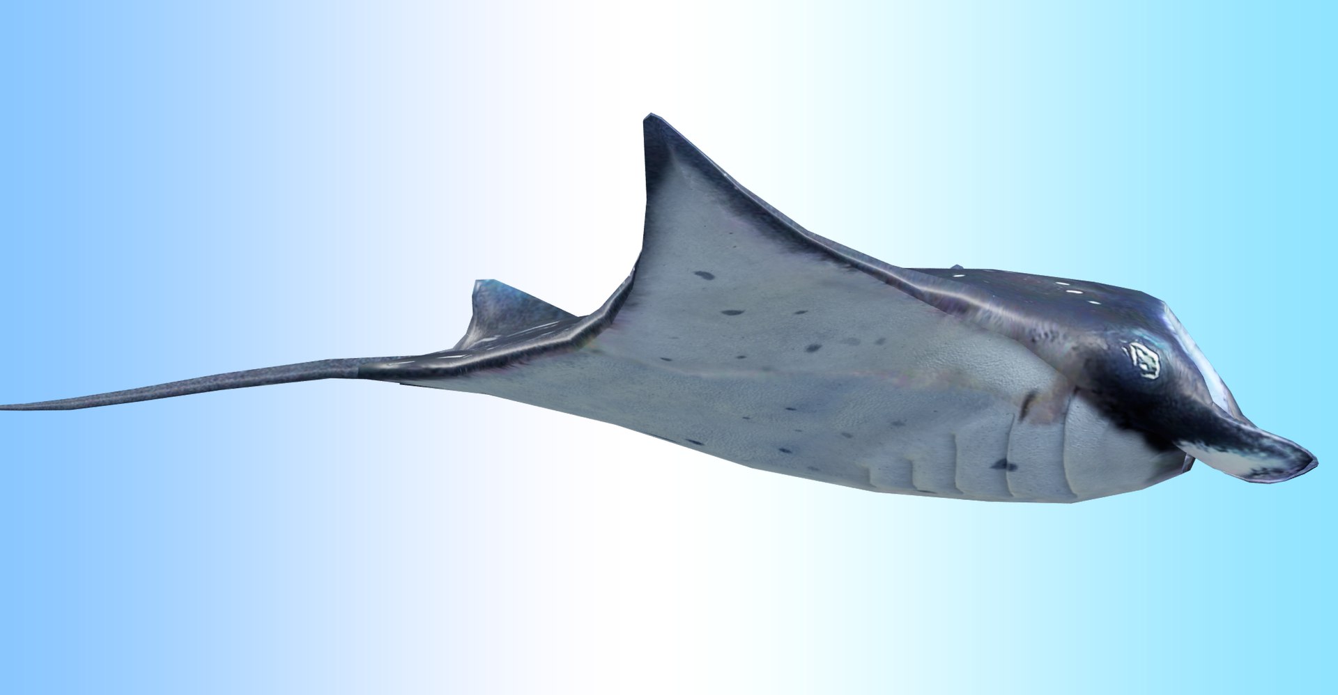 Manta Ray Rigged 3D model - TurboSquid 1895089