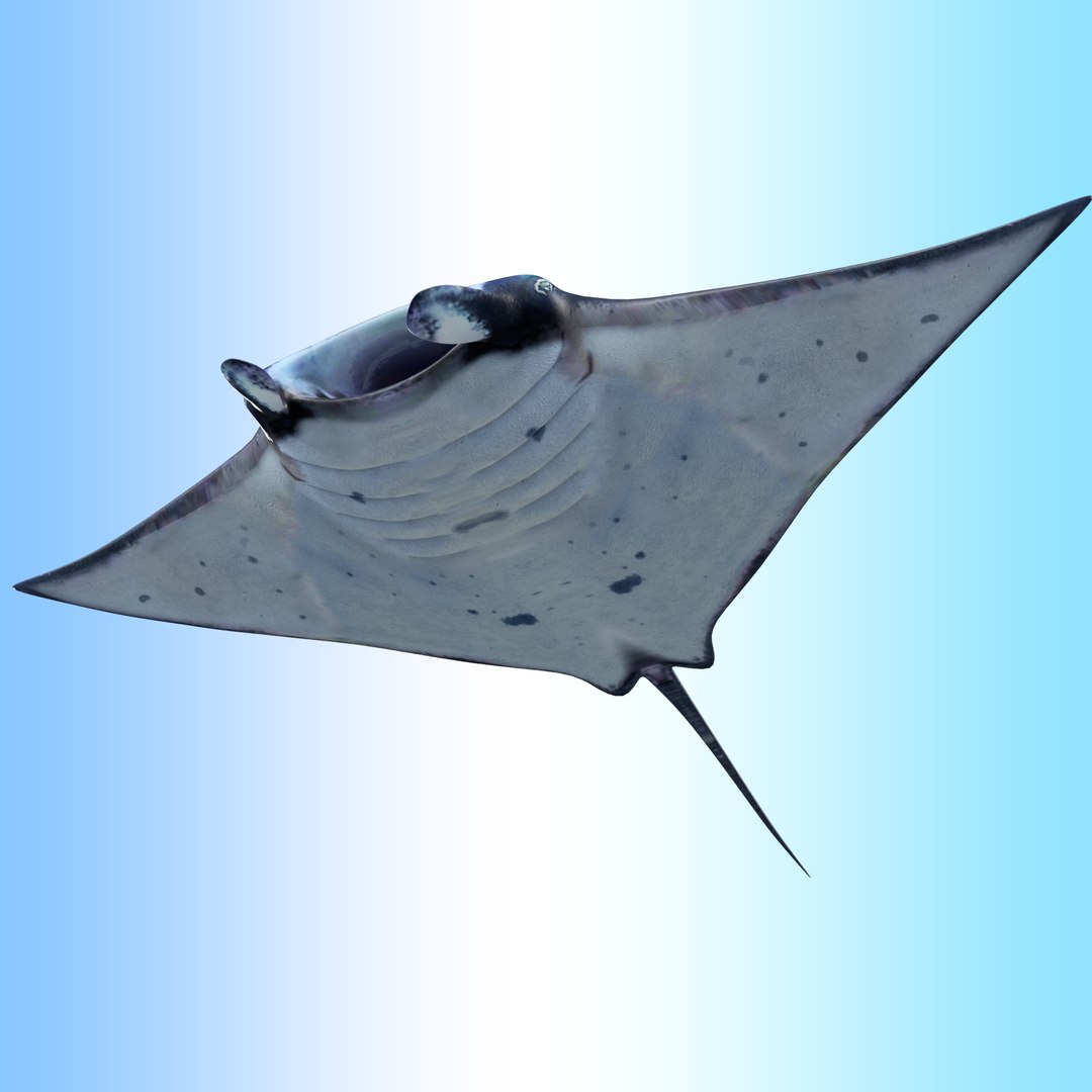 Manta Ray Rigged 3D model - TurboSquid 1895089