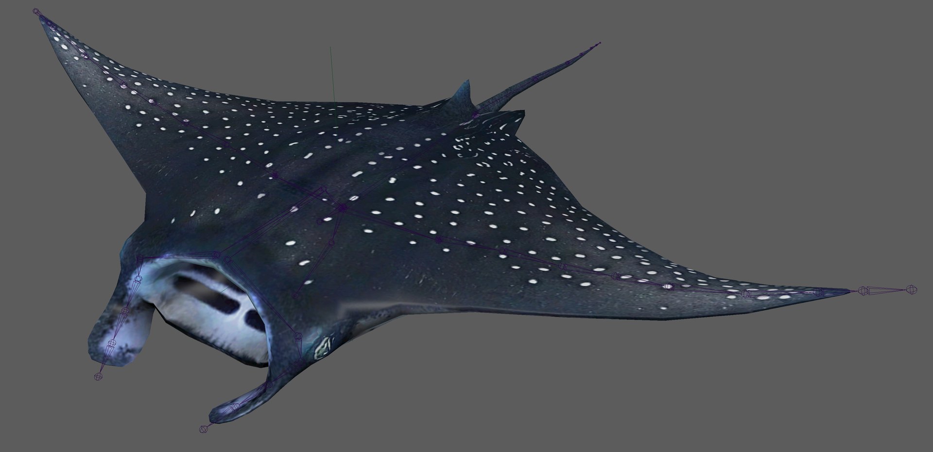 Manta Ray Rigged 3D model - TurboSquid 1895089