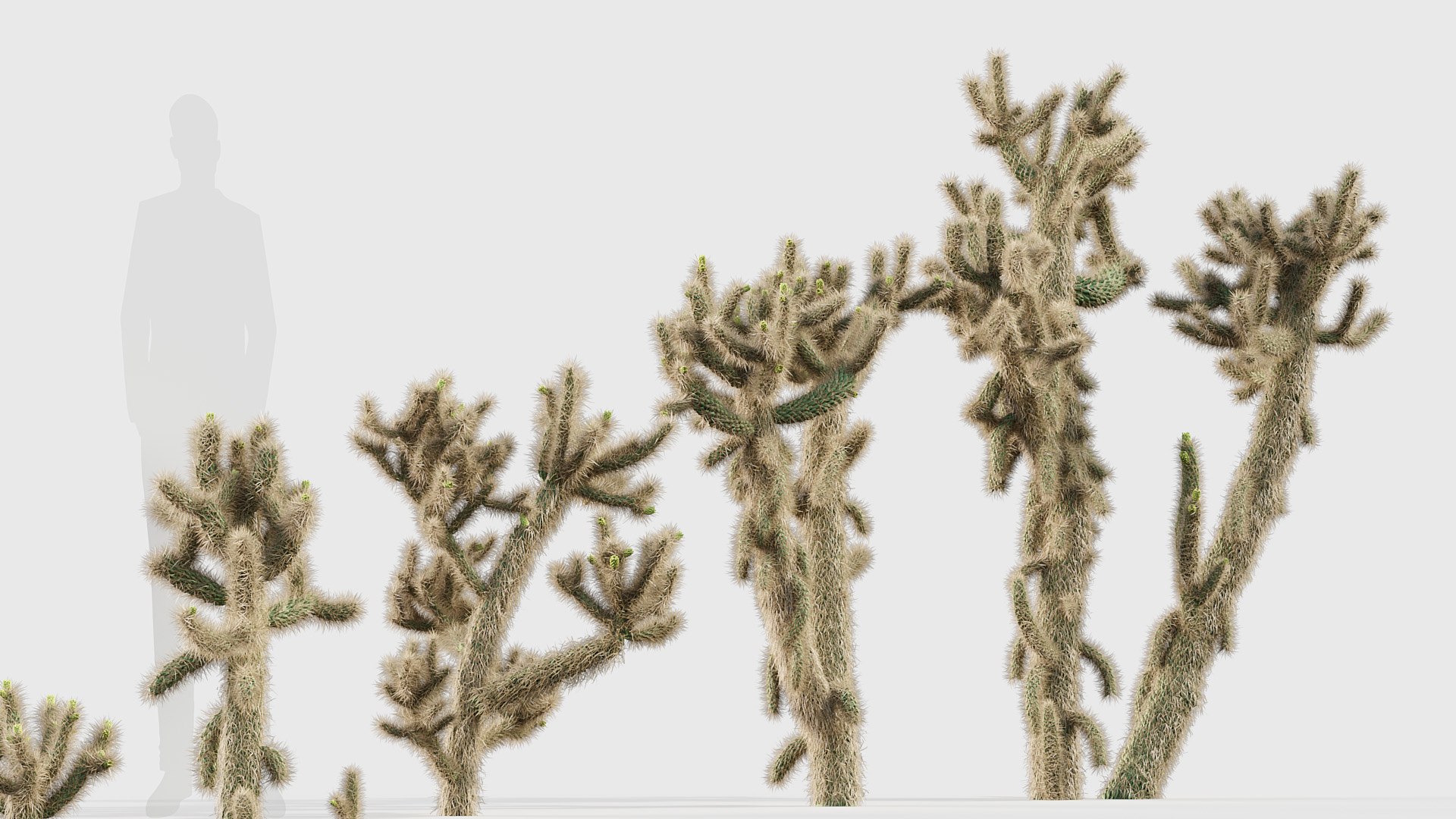 Cholla Luminance Cylindropuntia Imbricata 3D Model - TurboSquid 2082644