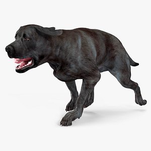 Animated Dog 3D Models With Enhanced License Tiers For Download ...