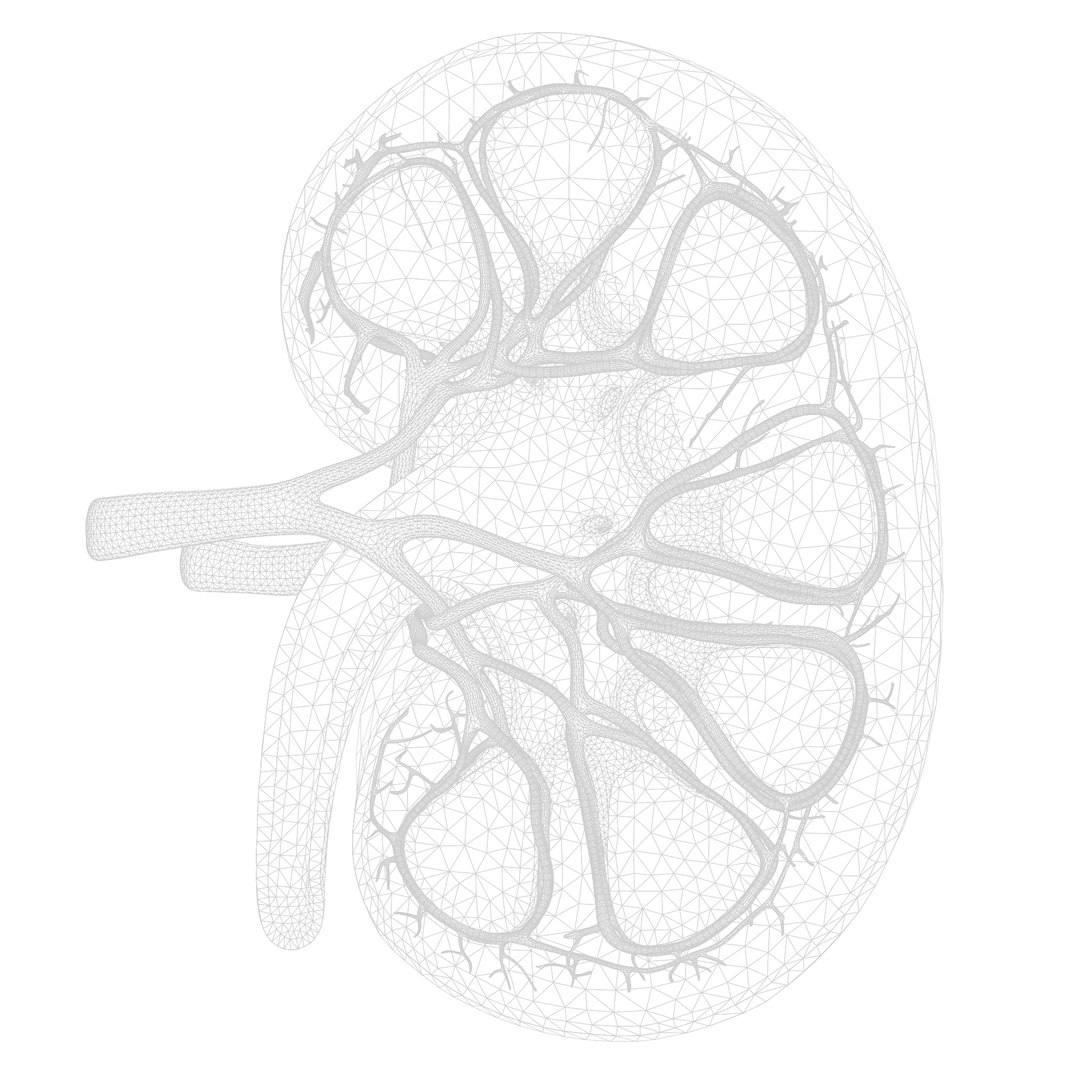 Human Kidney Anatomy Cross Section Model - TurboSquid 1817409