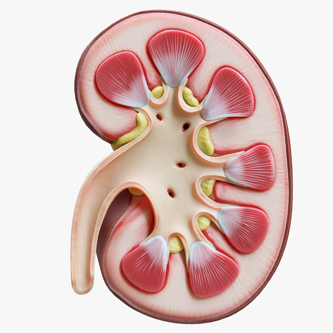 modèle 3D de Coupe transversale de l'anatomie du rein humain ...