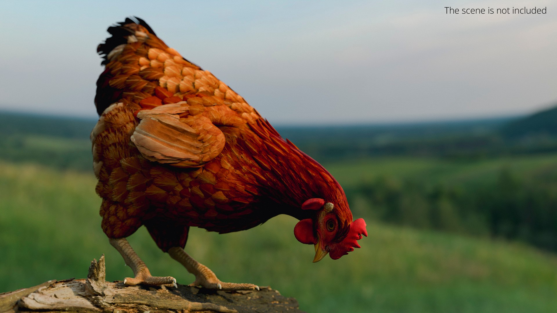 Chicken Pecking Ground Animated Rigged For Blender 3D Model ...