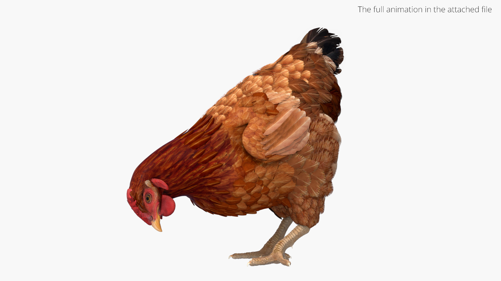 Chicken Pecking Ground Animated Rigged For Blender 3D Model ...