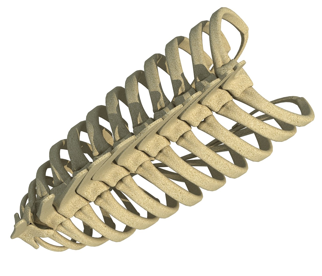 3D Animal Rib Cage - TurboSquid 1177969