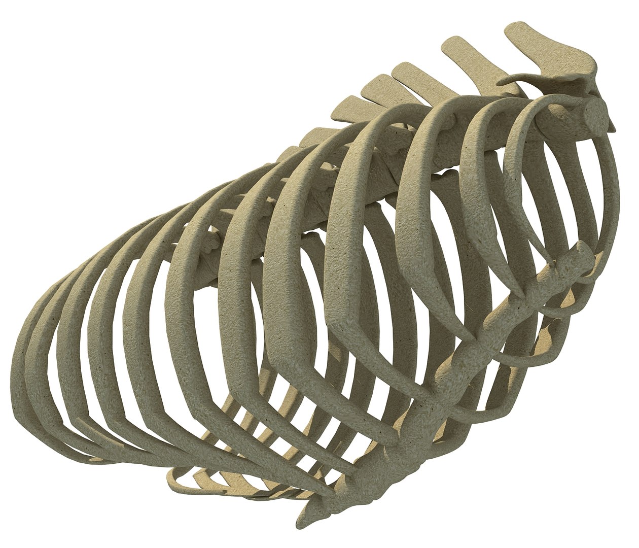 3D Animal Rib Cage - TurboSquid 1177969