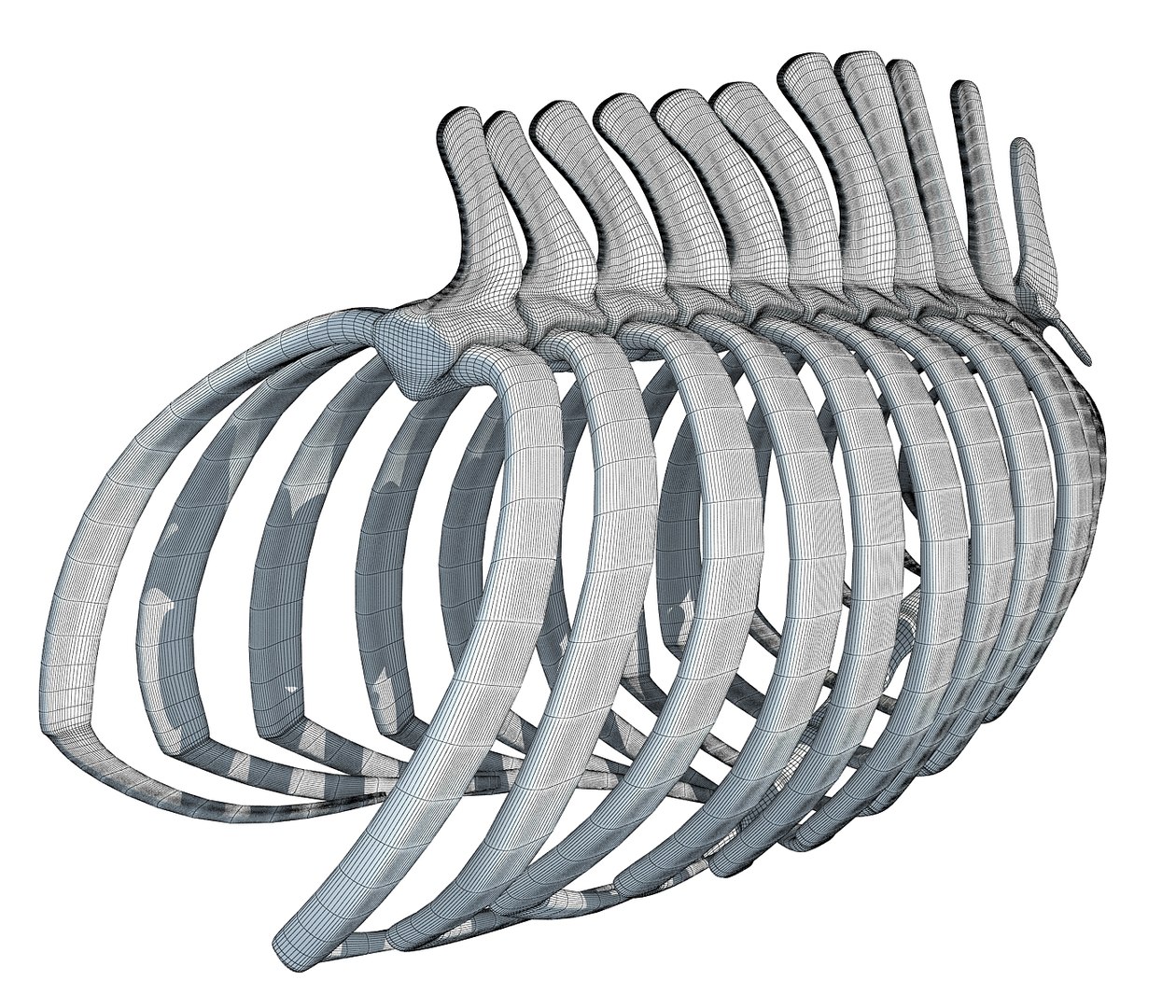 3D Animal Rib Cage - TurboSquid 1177969