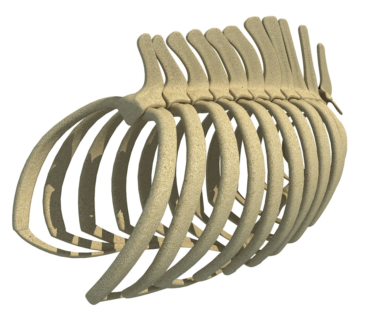 3D Animal Rib Cage - TurboSquid 1177969