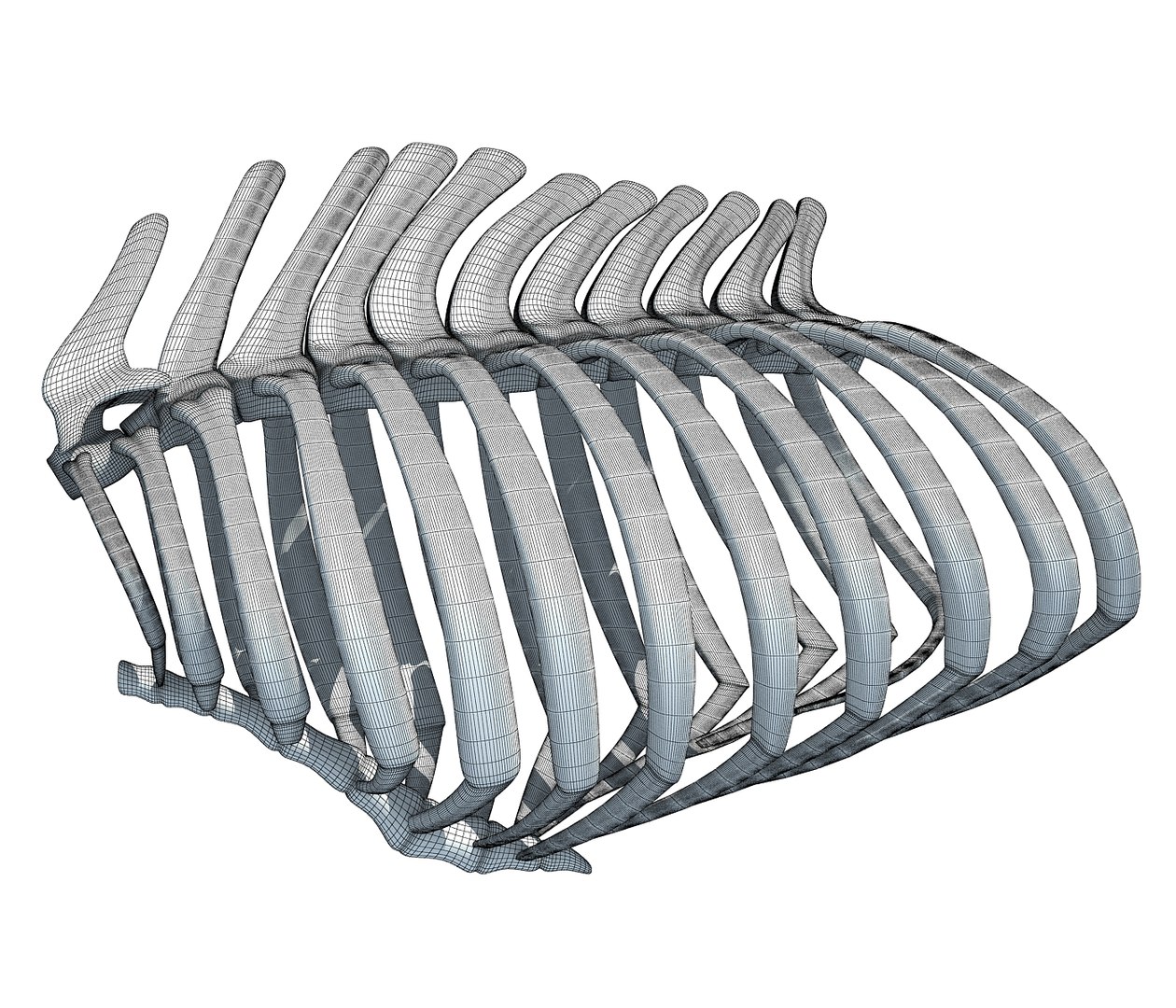 3D Animal Rib Cage - TurboSquid 1177969