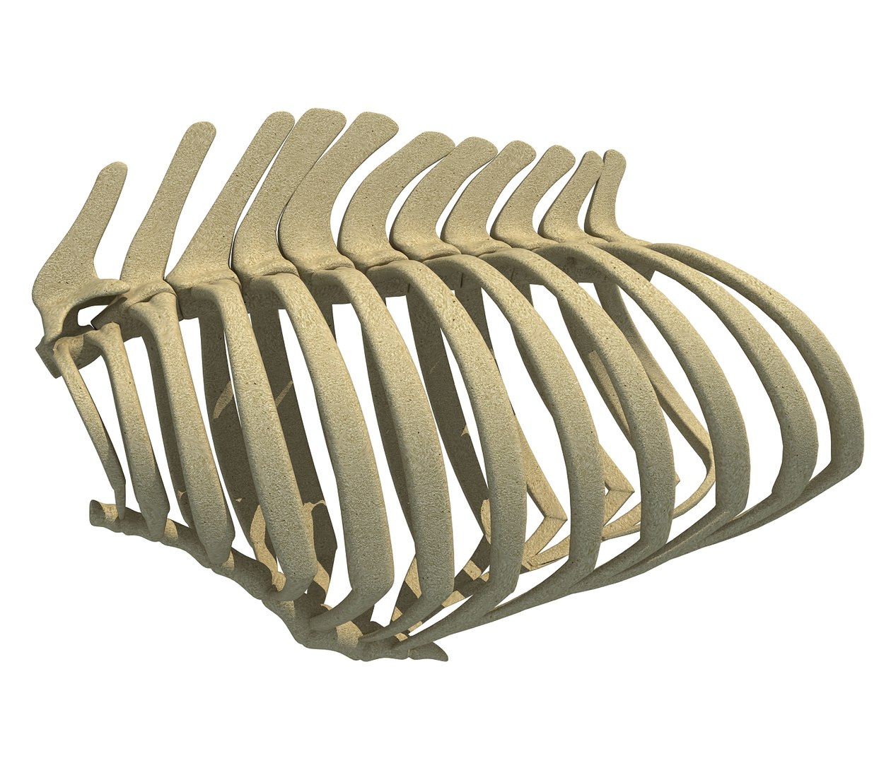 3D Animal Rib Cage - TurboSquid 1177969