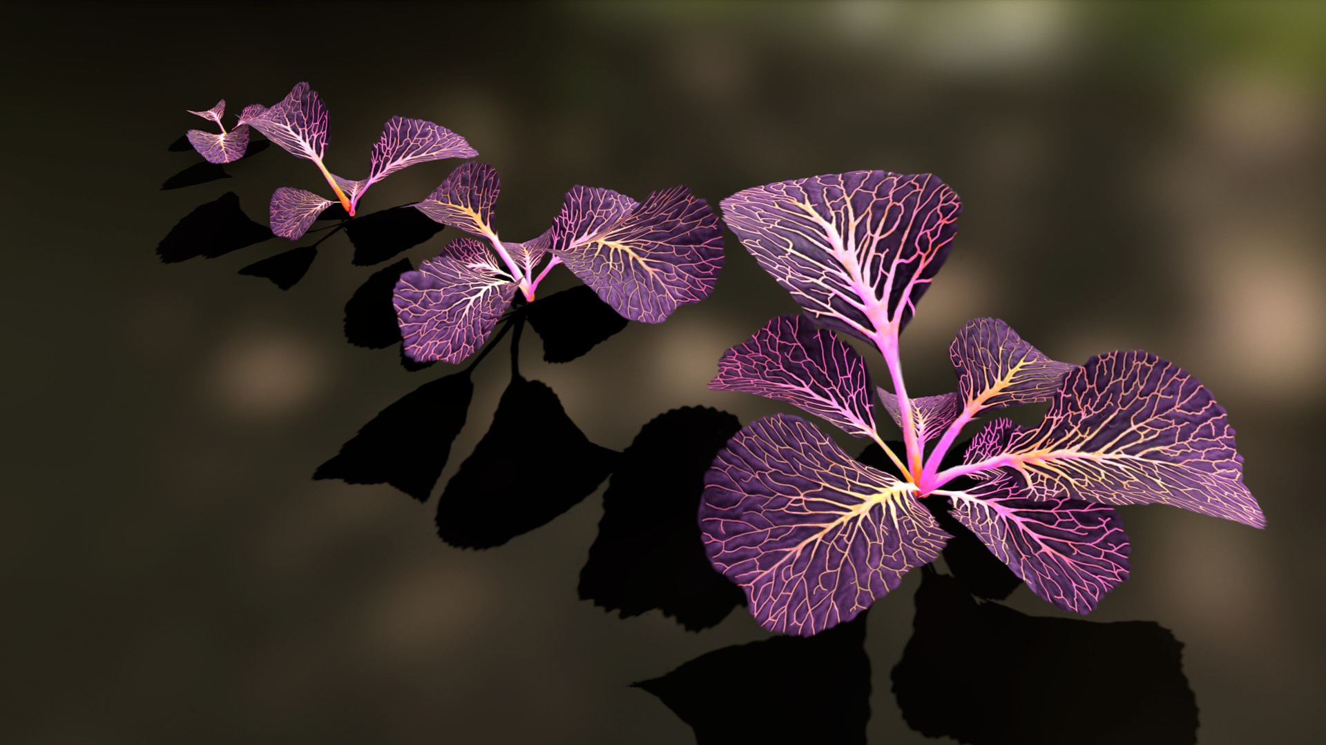 3D magic cabbage - TurboSquid 1345406