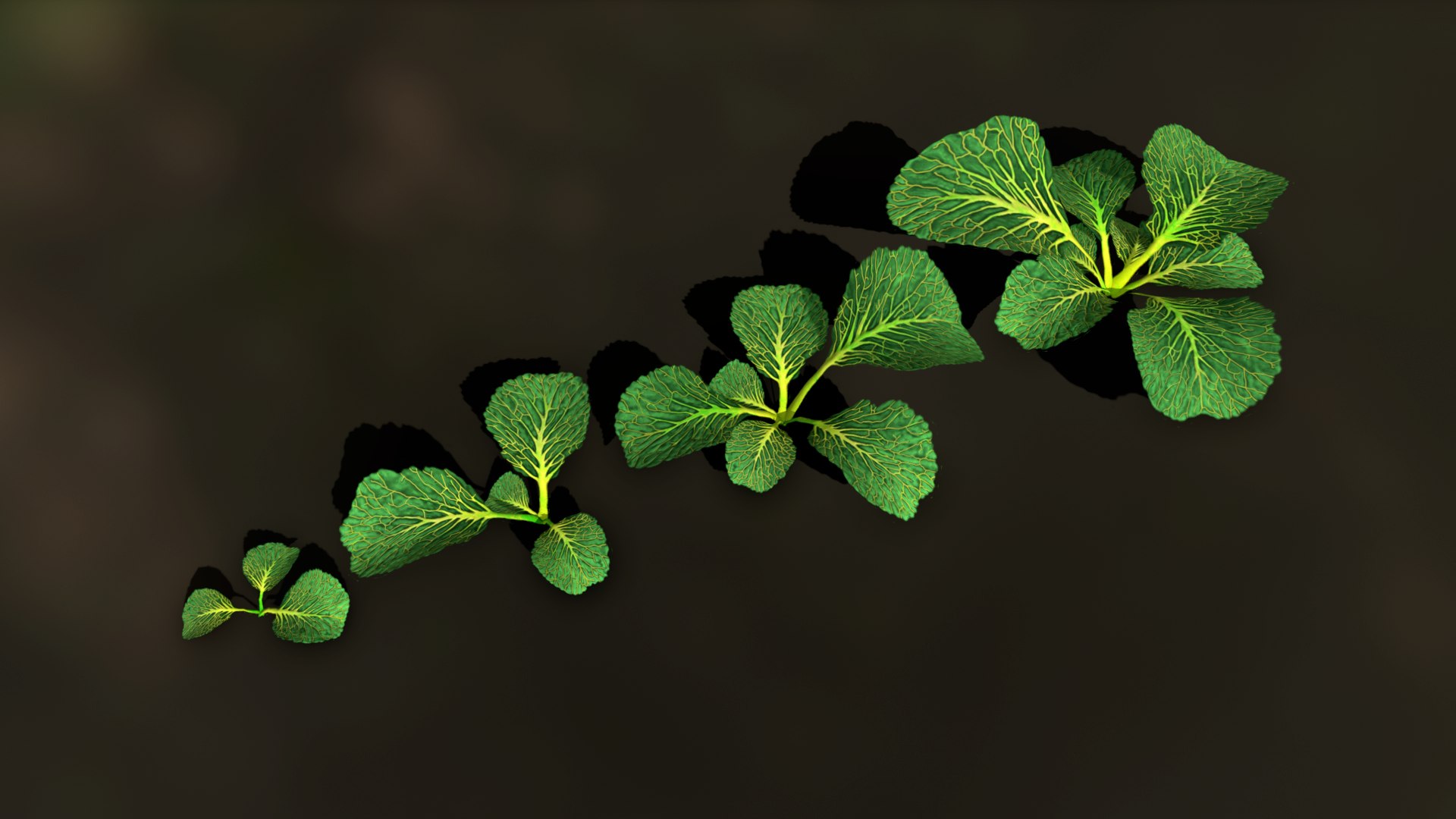 3D magic cabbage - TurboSquid 1345406