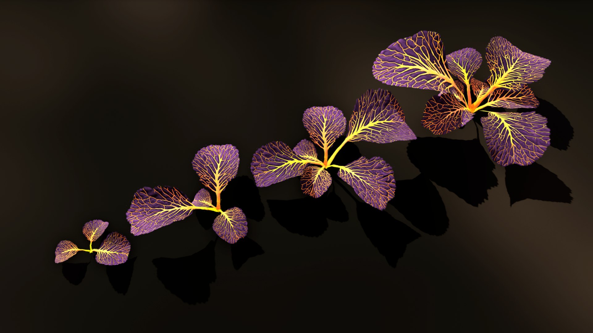 3D magic cabbage - TurboSquid 1345406
