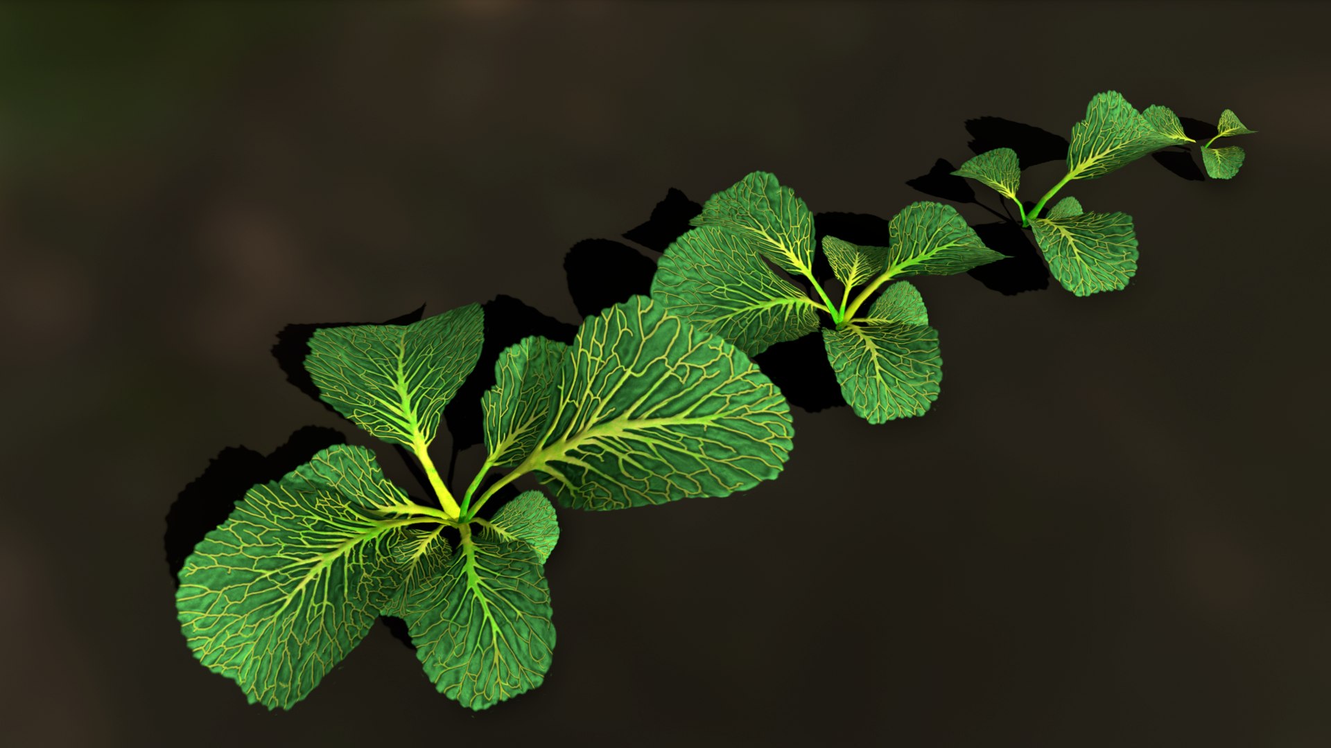 3D magic cabbage - TurboSquid 1345406