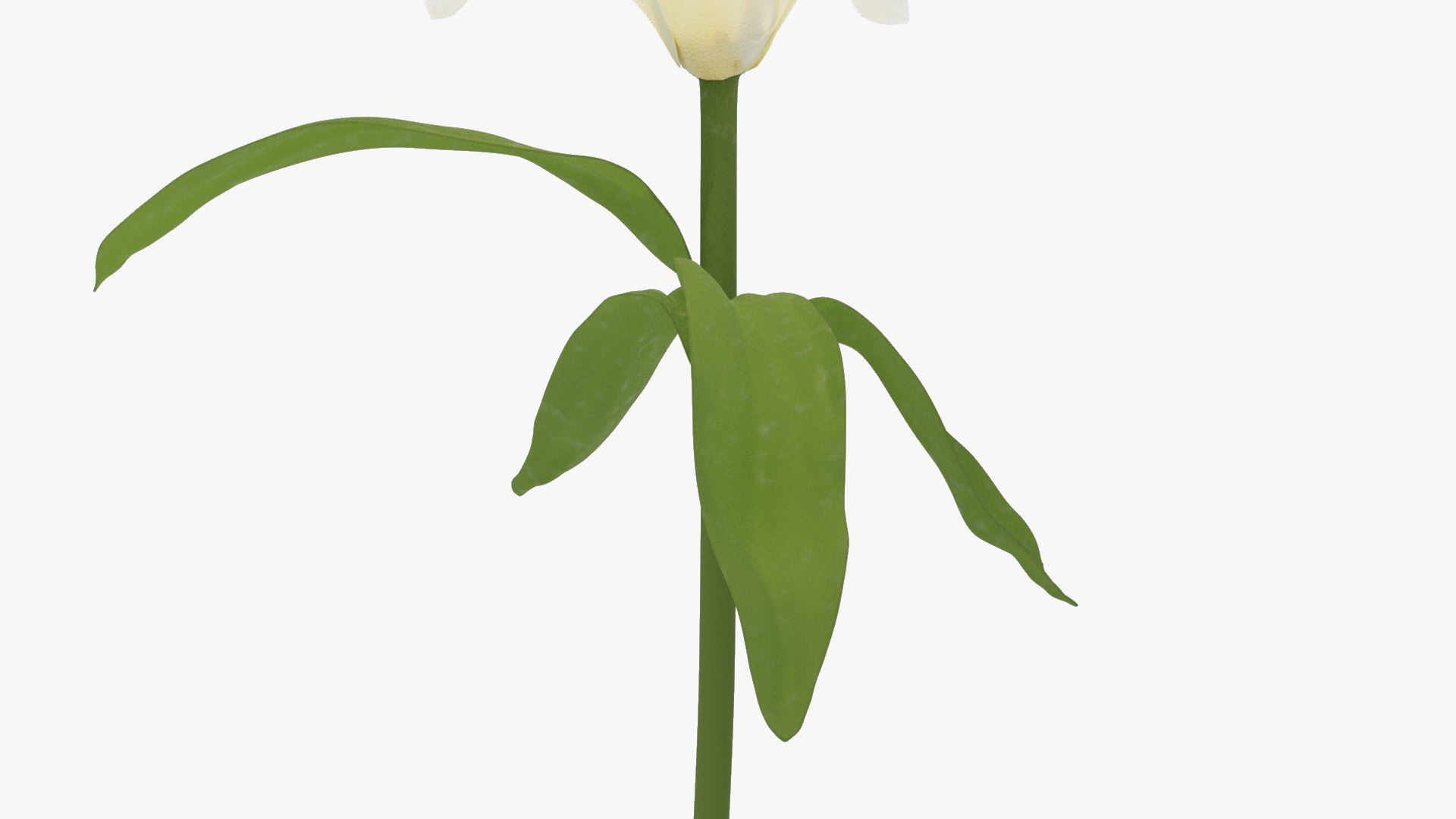 3D Flower Petals Model - TurboSquid 1451600