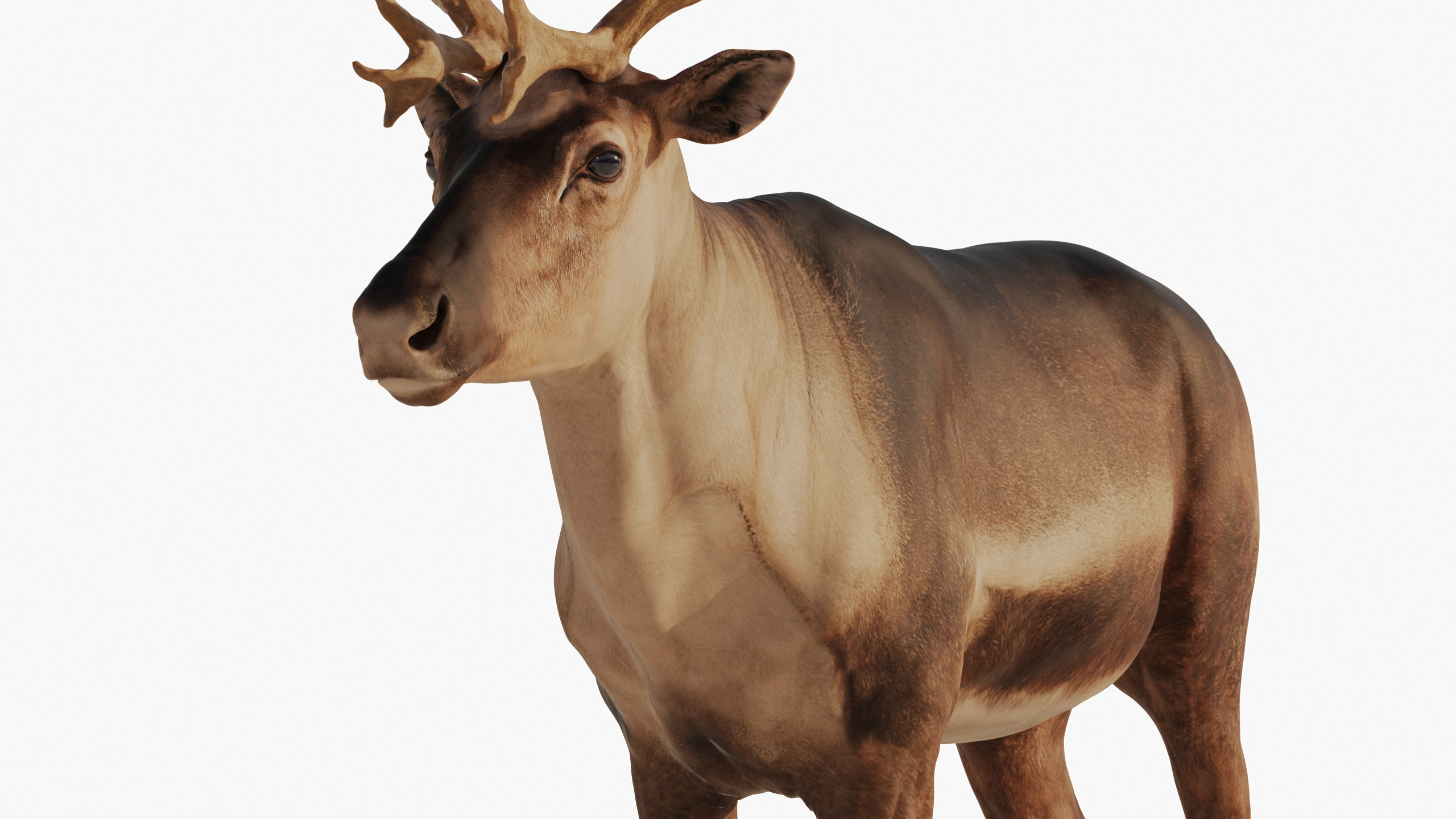 modelo 3d reno Zbrush - TurboSquid 1729629