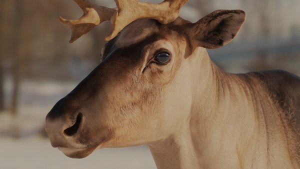 modelo 3d reno Zbrush - TurboSquid 1729629