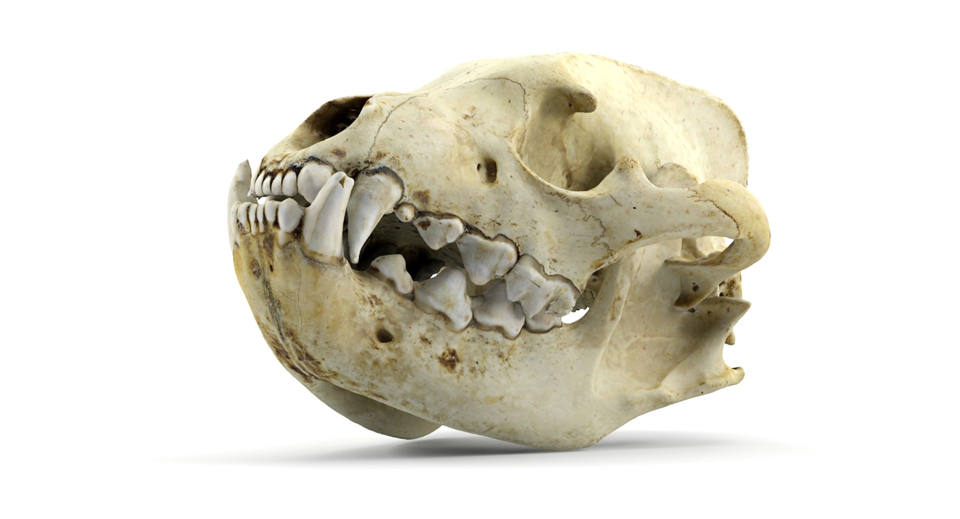 Realistic Hyena Skull 3d 3ds