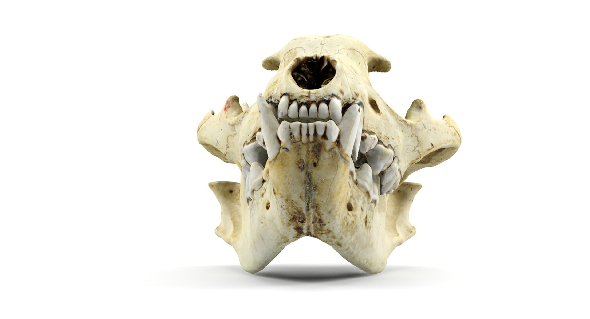 Realistic Hyena Skull 3d 3ds