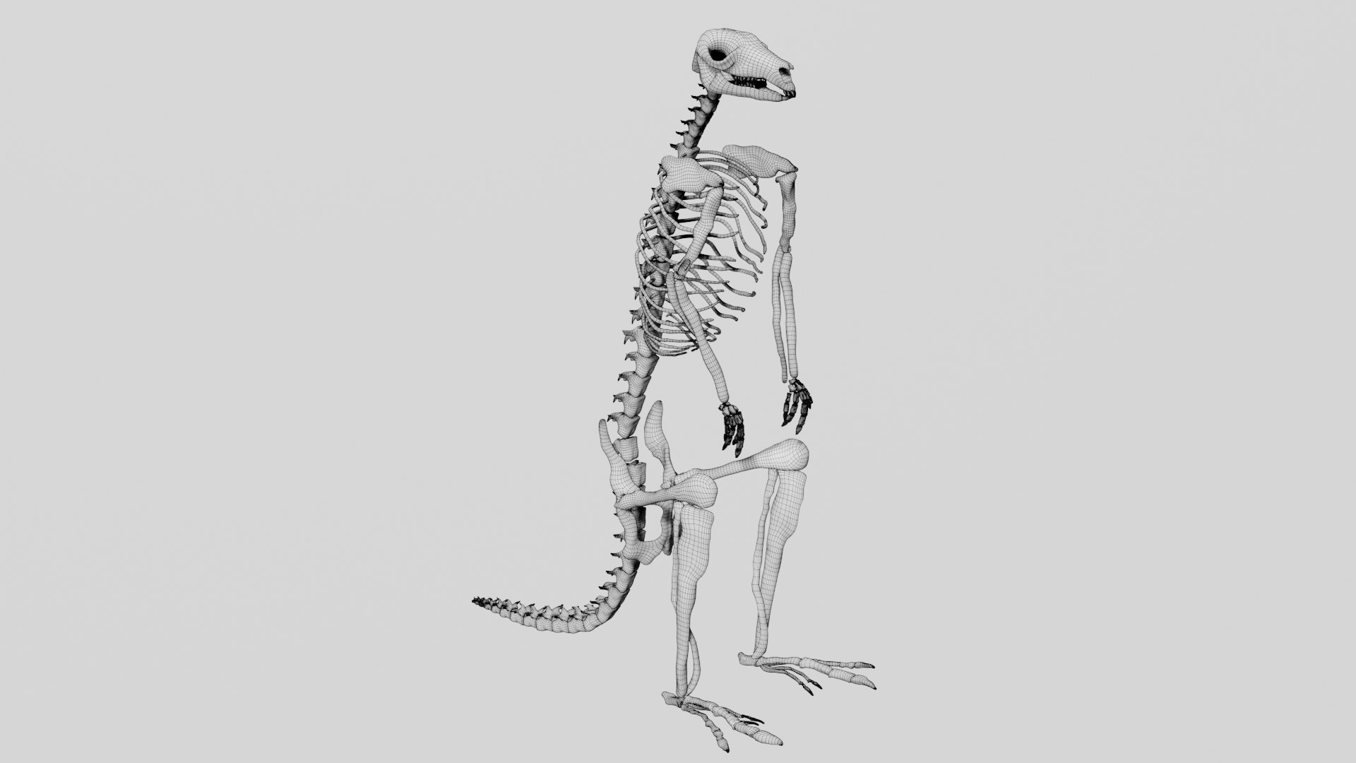 Skeleton of kangaroo model - TurboSquid 1964794