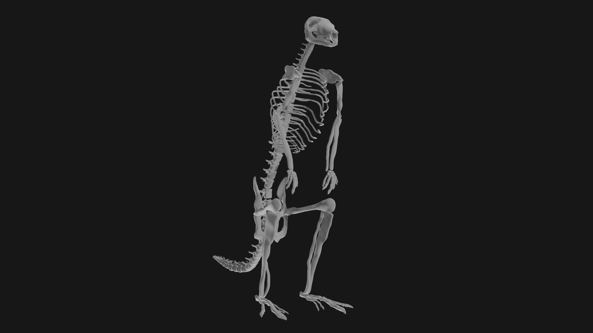 Skeleton of kangaroo model - TurboSquid 1964794