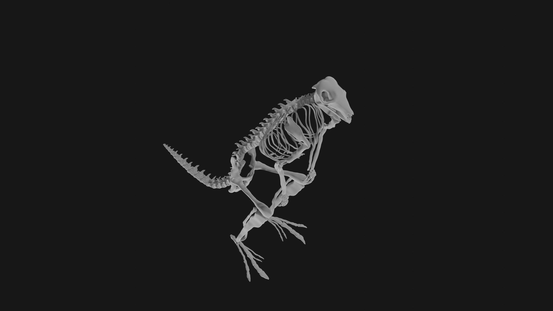 Skeleton of kangaroo model - TurboSquid 1964794