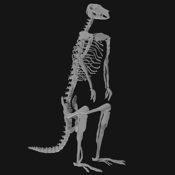 modelo 3d esqueleto de canguro - TurboSquid 1964794