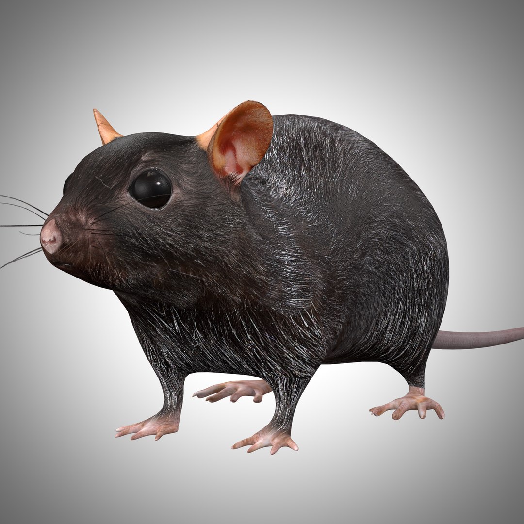 3D Rat Low Poly Rig Model - TurboSquid 1998275
