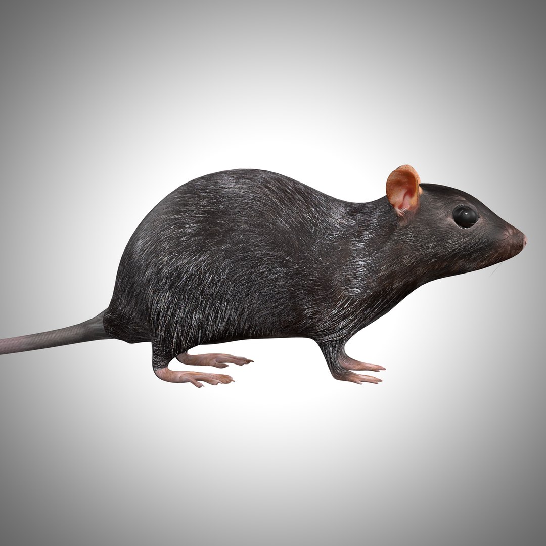 3D Rat Low Poly Rig Model - TurboSquid 1998275