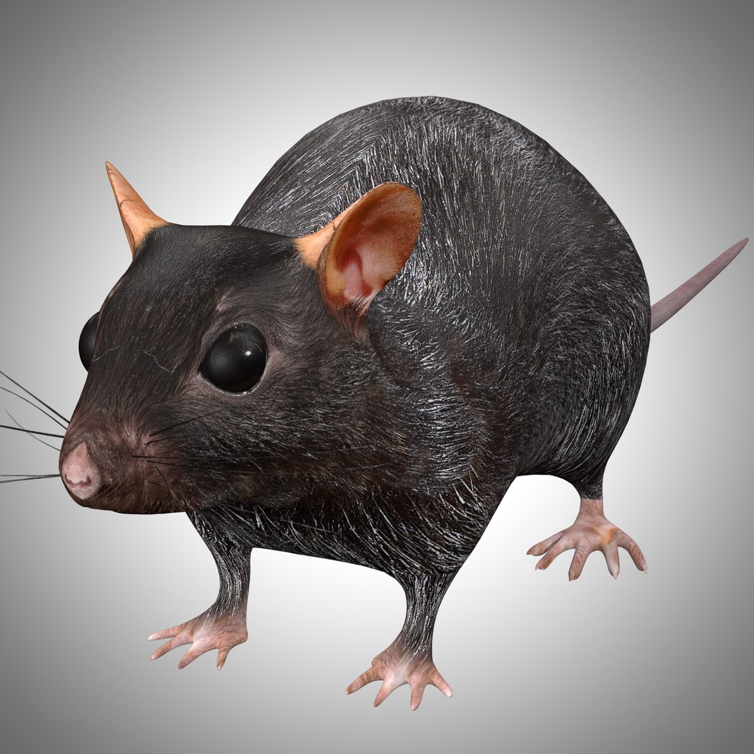 3D Rat Low Poly Rig Model - TurboSquid 1998275