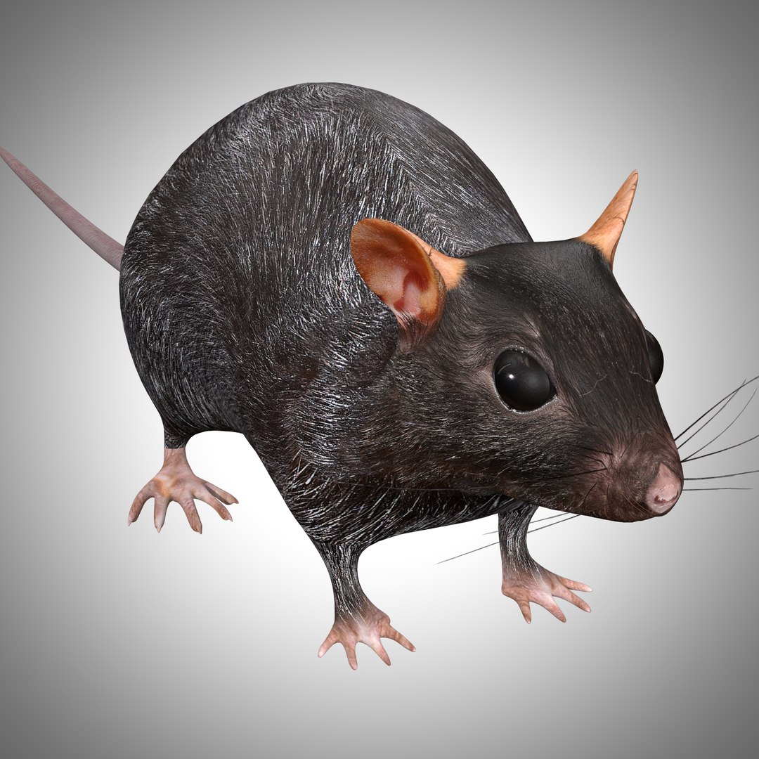 3D Rat Low Poly Rig Model - TurboSquid 1998275