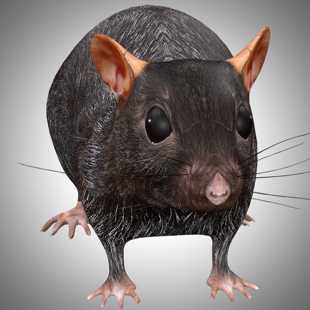 3D Rat Low Poly Rig Model - TurboSquid 1998275