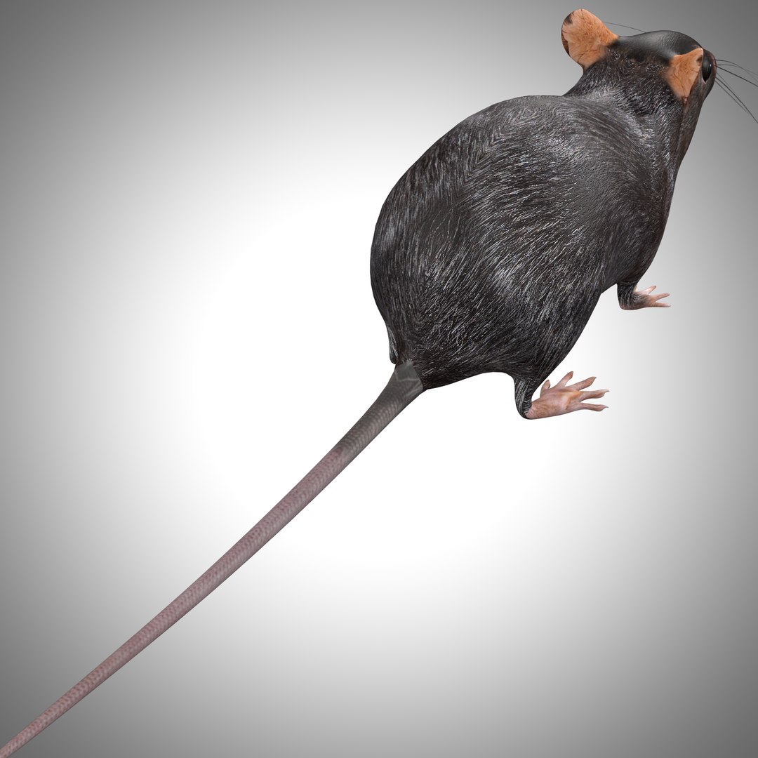 3D Rat Low Poly Rig Model - TurboSquid 1998275