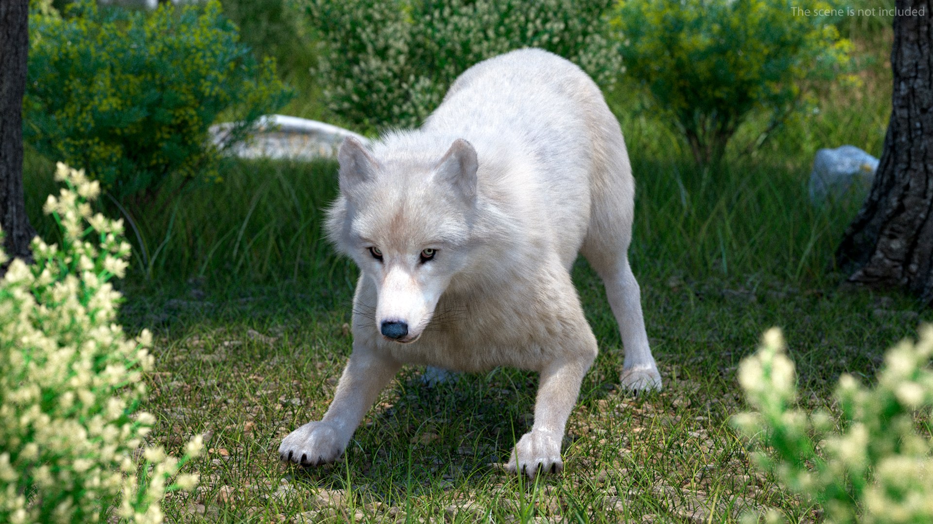 Arctic Wolf Fur Rigged 3D Model - TurboSquid 2217481