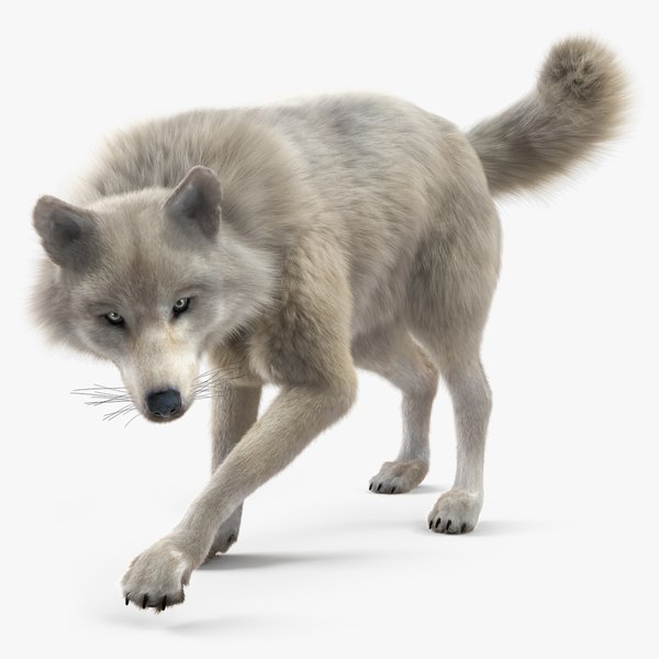 3D Wolf Models | TurboSquid