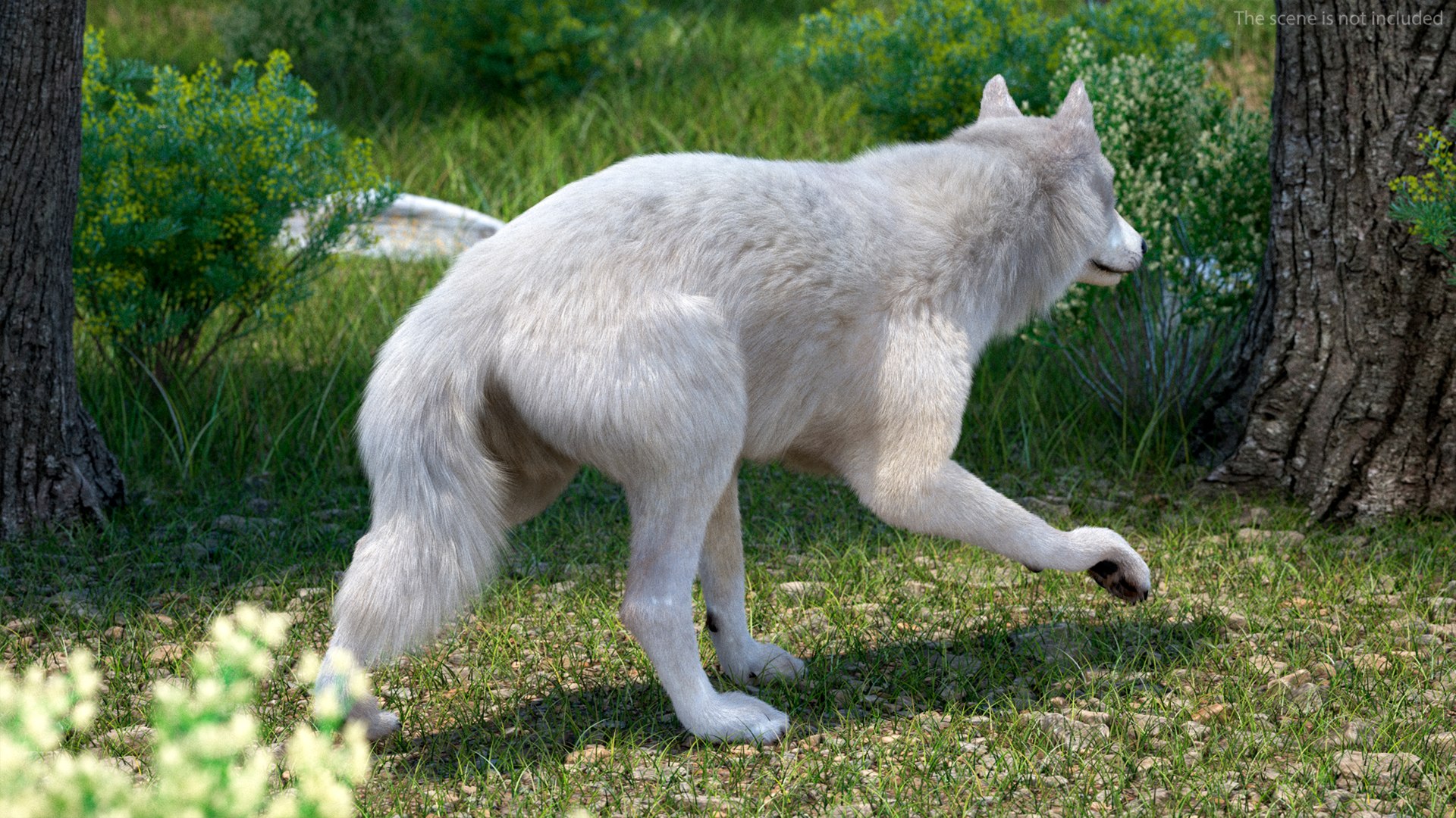 Arctic Wolf Fur Rigged 3D Model - TurboSquid 2217481