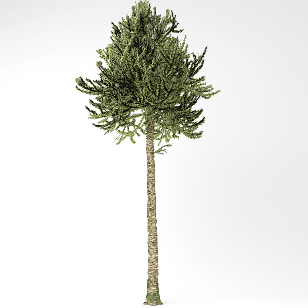 Monkey Puzzle Tree 3D Model - TurboSquid 1562421