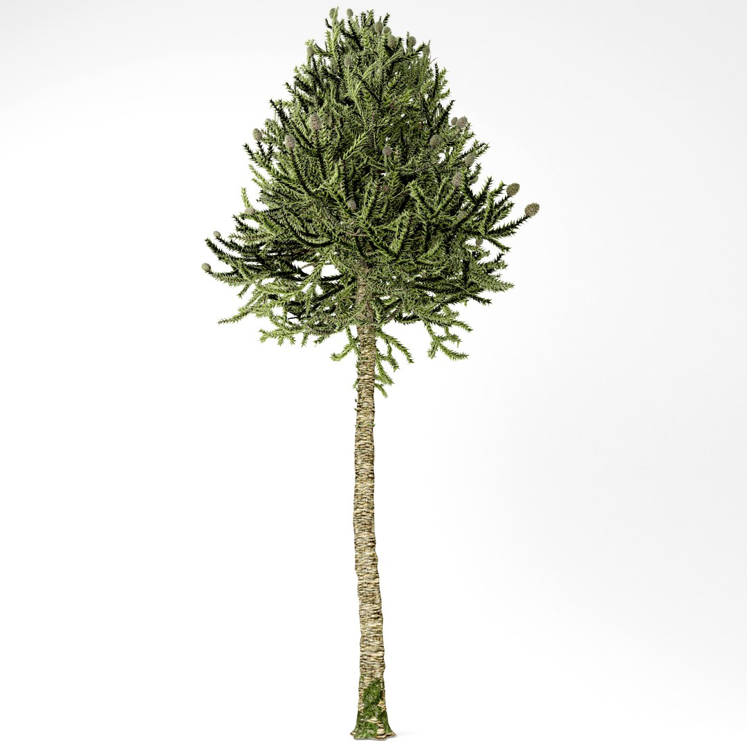 Monkey Puzzle Tree 3D Model - TurboSquid 1562421