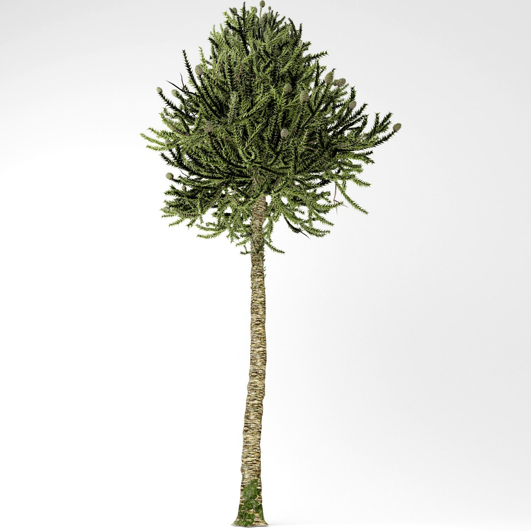 Monkey Puzzle Tree 3D Model - TurboSquid 1562421