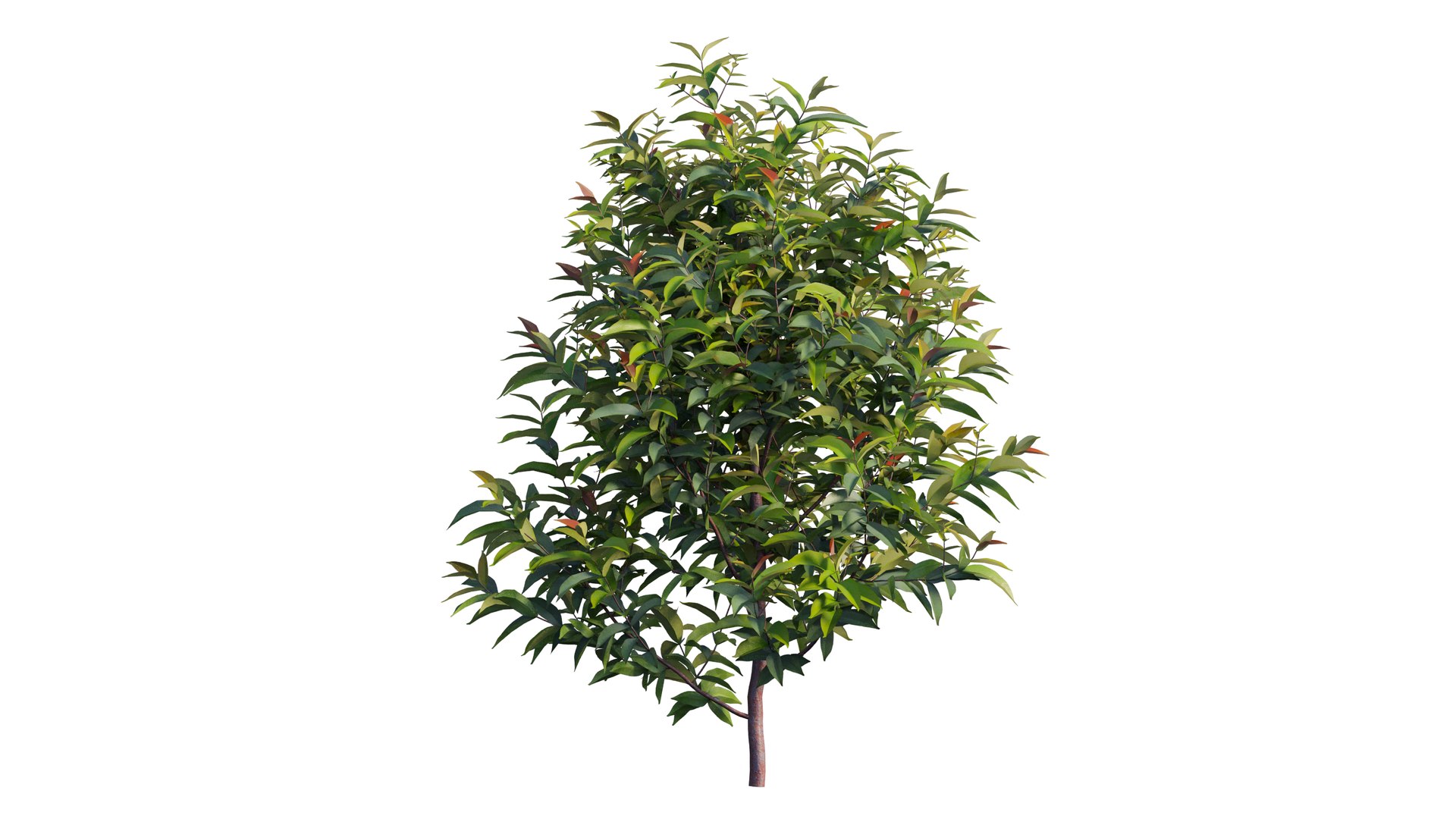 3D Tree Syzygium Campanulatum Plant Model - TurboSquid 1623047