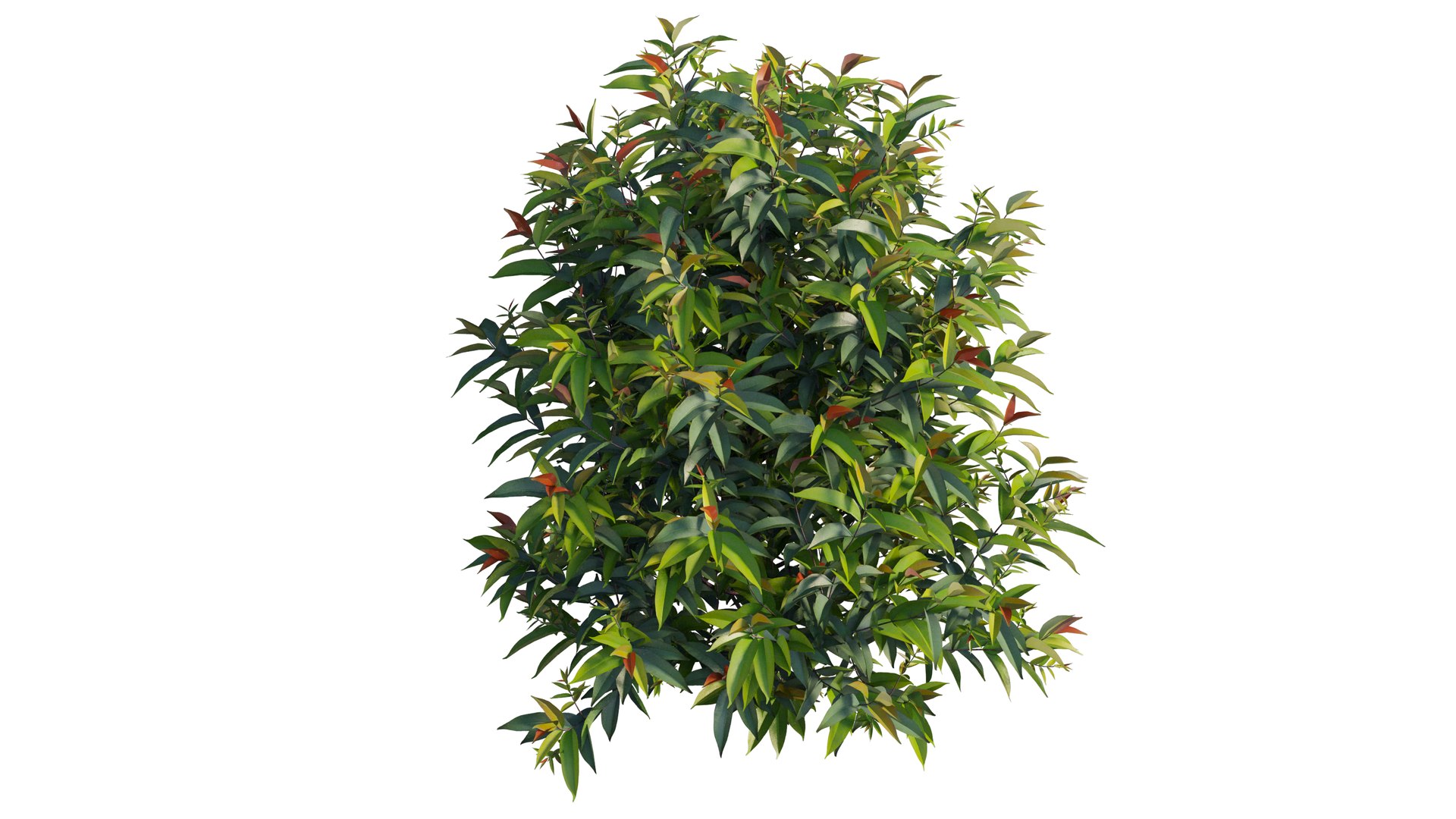 3D Tree Syzygium Campanulatum Plant Model - TurboSquid 1623047