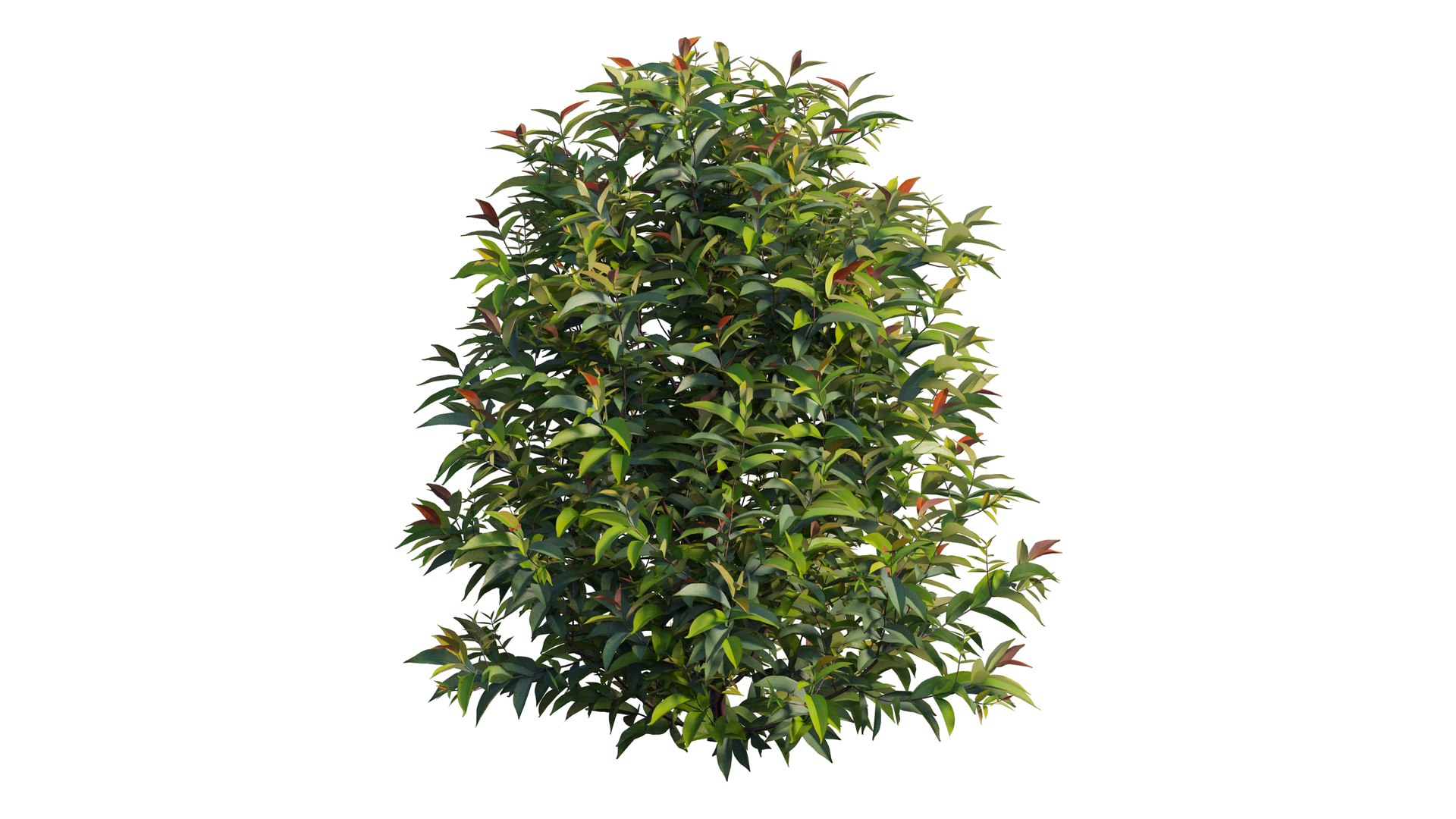 3D Tree Syzygium Campanulatum Plant Model - TurboSquid 1623047