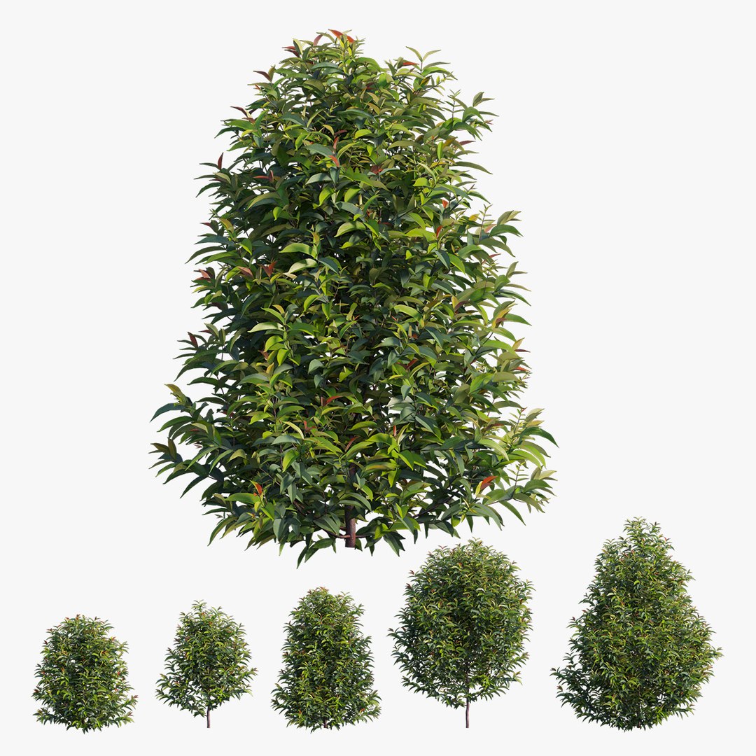 3D Tree Syzygium Campanulatum Plant Model - TurboSquid 1623047