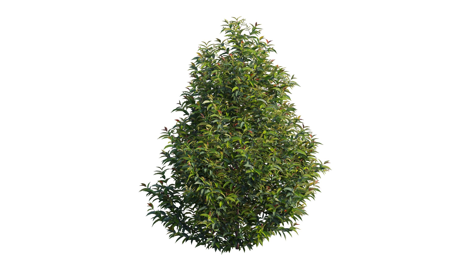 3D Tree Syzygium Campanulatum Plant Model - TurboSquid 1623047