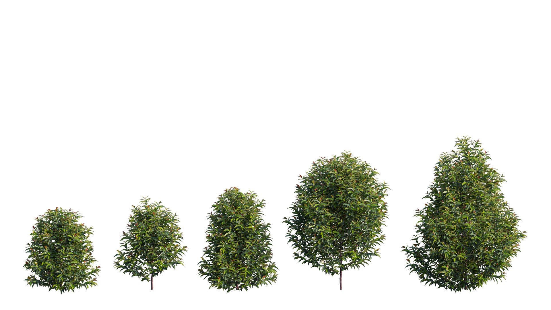 3D Tree Syzygium Campanulatum Plant Model - TurboSquid 1623047